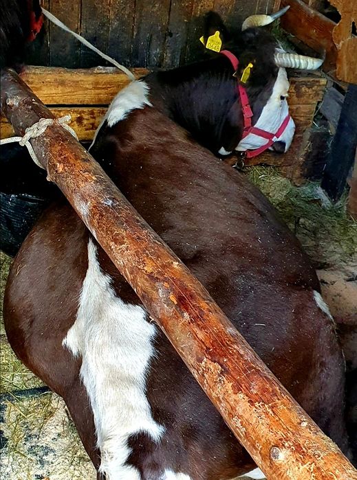 Vaca baltata românească Darmanesti • OLX.ro