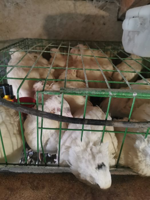 Oua de prepelite Hoceni • OLX.ro