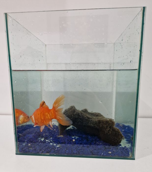 Donez peste caras auriu Iasi • OLX.ro