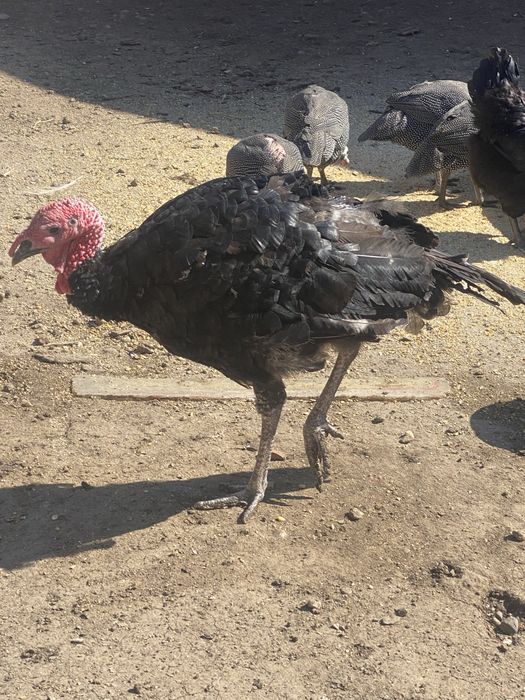 Vind rate pekin si curci Carpinis • OLX.ro