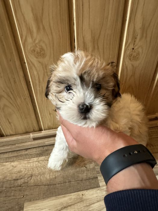 Pui de Bichon Havanez Radauti • OLX.ro