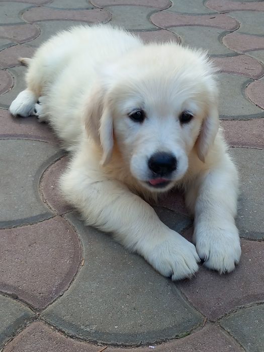 Vând catel de golden retriever Timisoara • OLX.ro