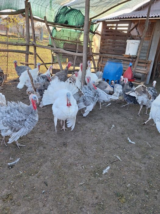 Curci și curcani de casă Captalan • OLX.ro