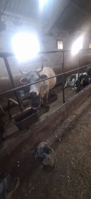 Vindem două vaci ambele au 8 ani ferma Libertatea ambele sunt gestant Pietriceaua • OLX.ro