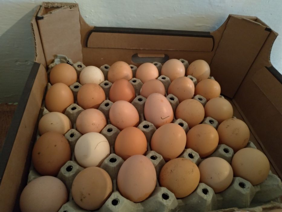 Vand_oua_de_gaina Fratautii Noi • OLX.ro