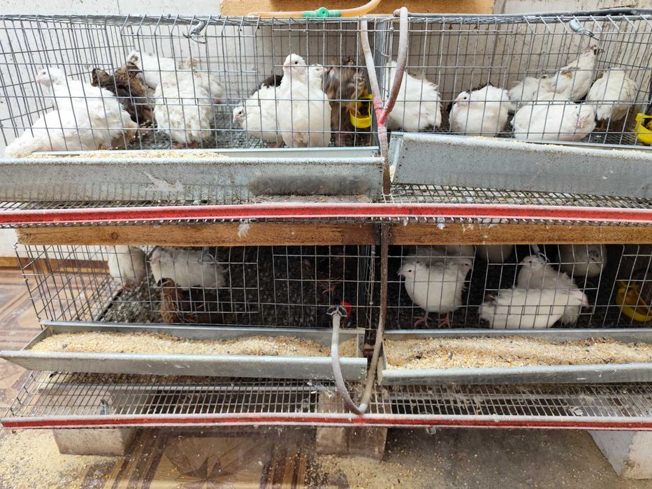 Prepelite mature Pecica • OLX.ro