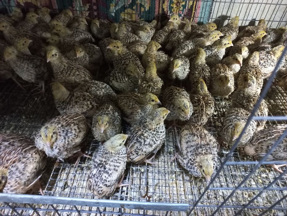 Prepelite . Sorostin • OLX.ro