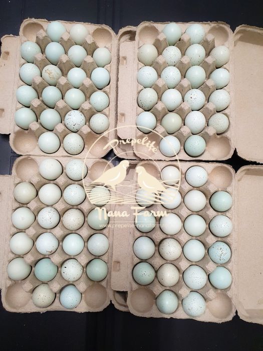 Oua de prepelita Celadon Bucuresti Sectorul 5 • OLX.ro