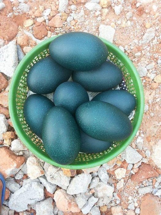 Struț Emu oua și pui Mangalia • OLX.ro