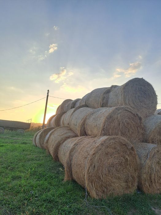 Vând baloti fan 160 cm Serbeni • OLX.ro