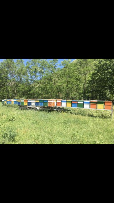 Modul apicol,rastel apicol(albine,stupi) Sebes • OLX.ro