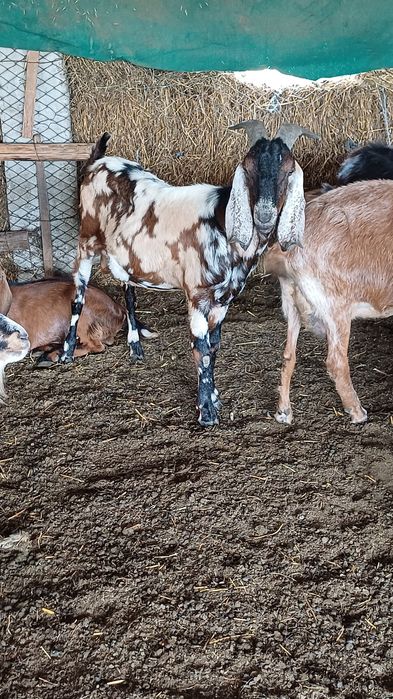 Țap mior de vânzare s.au schimb cu oaie buna Olteni • OLX.ro