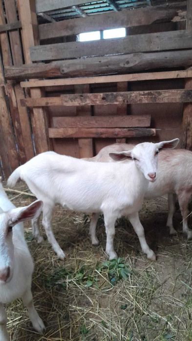 Vand 15 capre din rasa Saanen, 9 iedute 2024 si un tap Anglo-Nubian Voinesti • OLX.ro