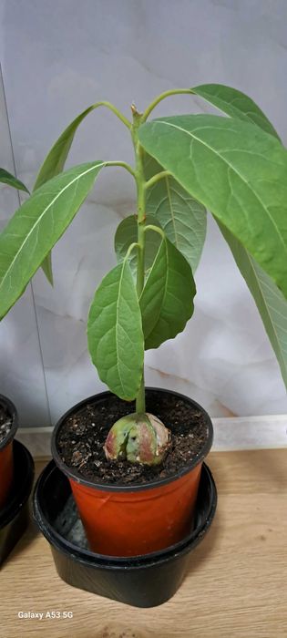 Pachet 5 plante exotice 2 bananier, ananas, arbore cafea, avocado ...