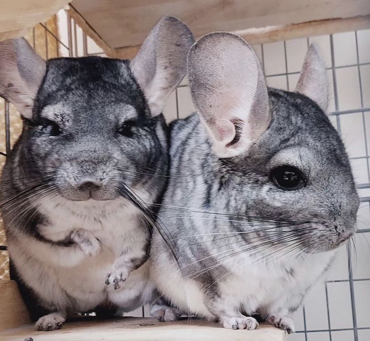 Pui chinchila chinchilla sinsila cincila Oradea • OLX.ro