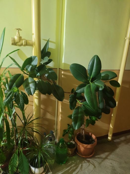 Planta ficus mare doua bucăți Targu-Mures • OLX.ro