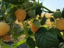 Stoloni capsuni remontant curgatoare butasi zmeur fragi smochin ...