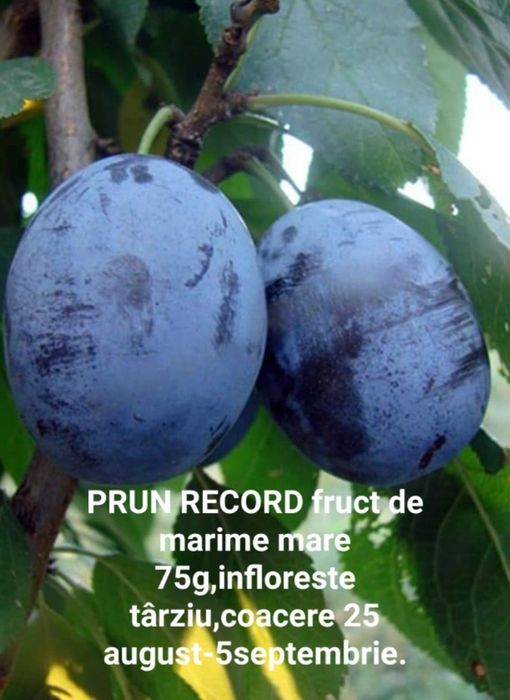 Pomi fructiferi altoiți Calomfiresti • OLX.ro