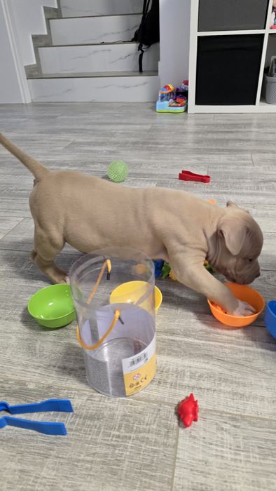 American Bully ABKC Valea Adanca • OLX.ro