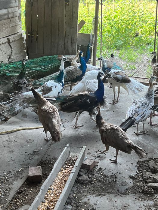 Pauni diferite culori!! Petrova • OLX.ro