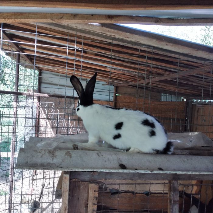 Vînd masculi și Femele mature, cît și pui rasa fluture german Barsau de ...