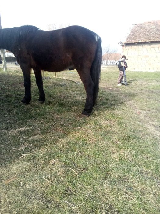 Un cal forte bun de lucru este calu e cuminte are 9 ani Sicula • OLX.ro