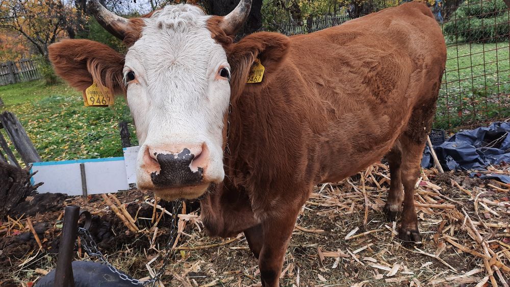 Vaca (juninca) 1 an și 10 luni Danicei • OLX.ro