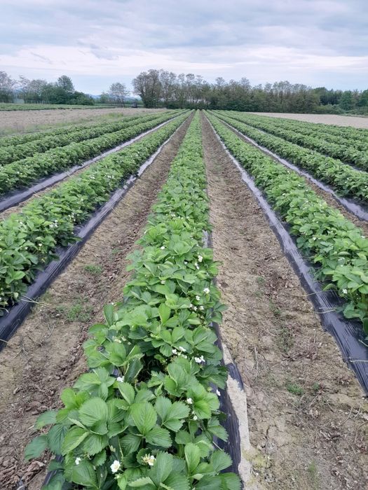 Stoloni,plante de capsuni Aprica, 50 de bani bucata Satu Mare • OLX.ro