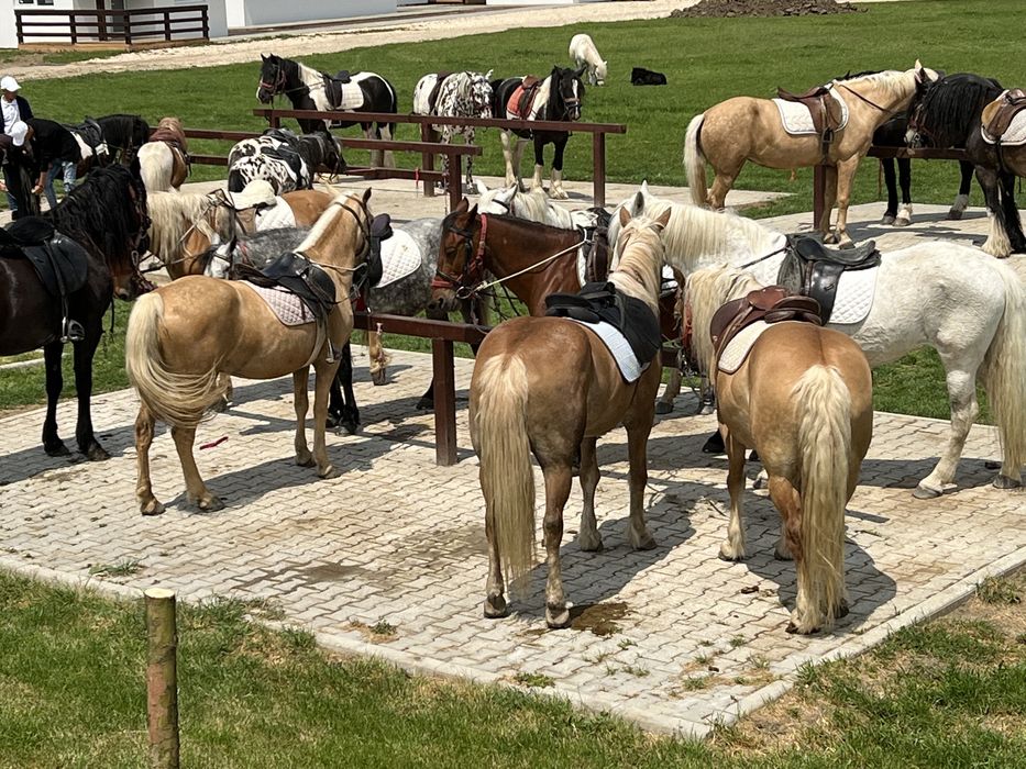 Iapa cal armăsar castrat echitatie călărie Brasov • OLX.ro