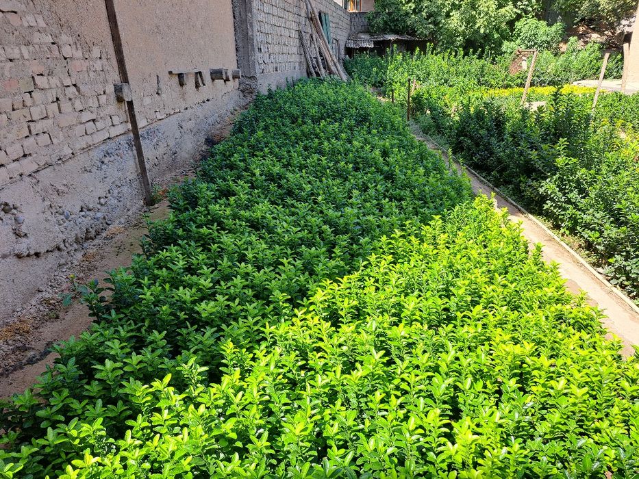 Izgrt, живой изгороди: 8 000 so’m - Bog'-tomorqa Toshkent на Olx