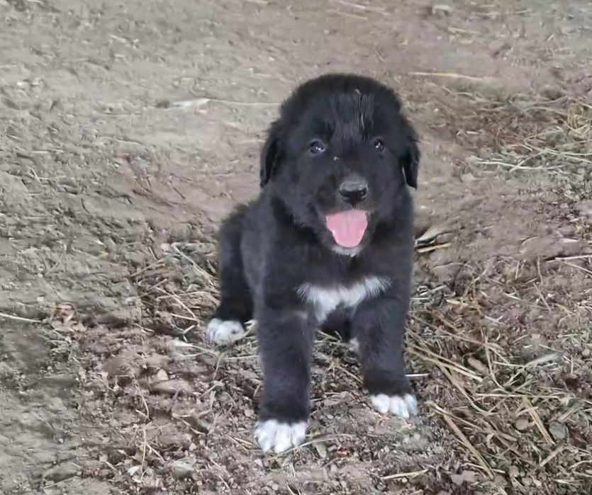 Catei ciobanesc corb Braila • OLX.ro