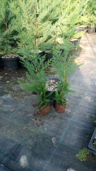 Rasad Chiparos Leylandii Seini • OLX.ro