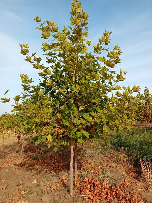 copac platan de vanzare ' Anunturi ' OLX.ro