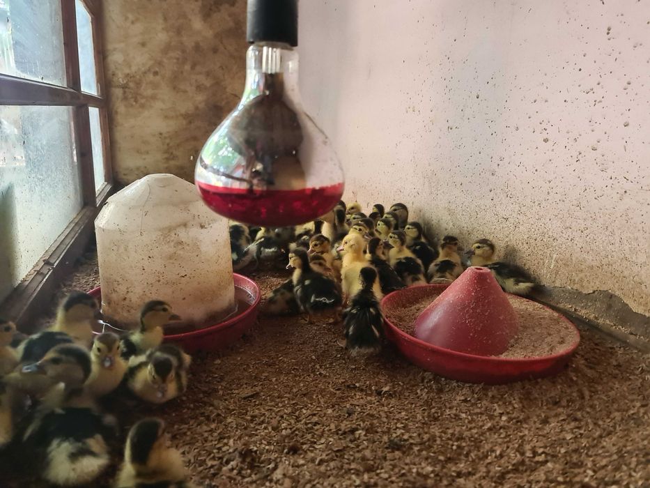 Vand boboci de rate mute Galati • OLX.ro