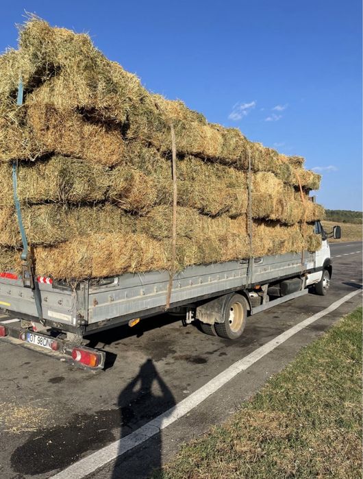 Baloti Lucerna de calitate Saucesti • OLX.ro