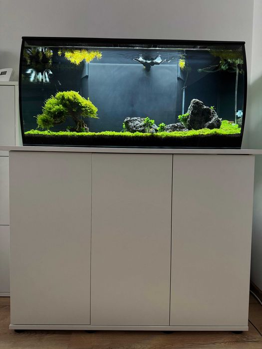 Acvariu stil Iwagumi, high tech, complet echipat + Stand si BONUSURI ...