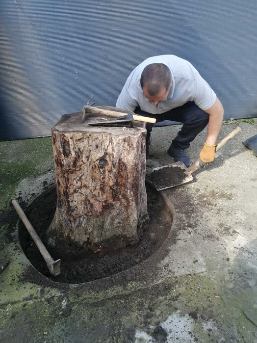 Taiere/Toaletare copac, copaci,pomi ,defrisare teren,Scoatere Radacina ...