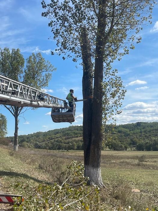 Toaletari și tăieri arbori / copaci periculoși cu Nacela 35m Craiova ...