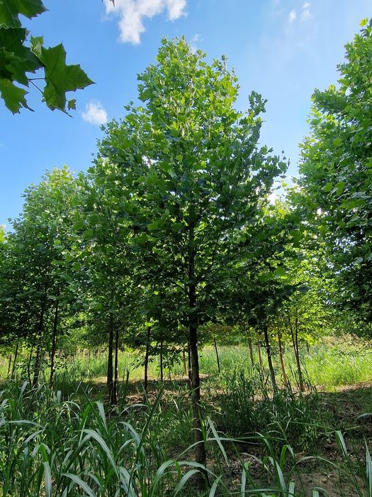 Copacii de tei cu flori Buzau • OLX.ro