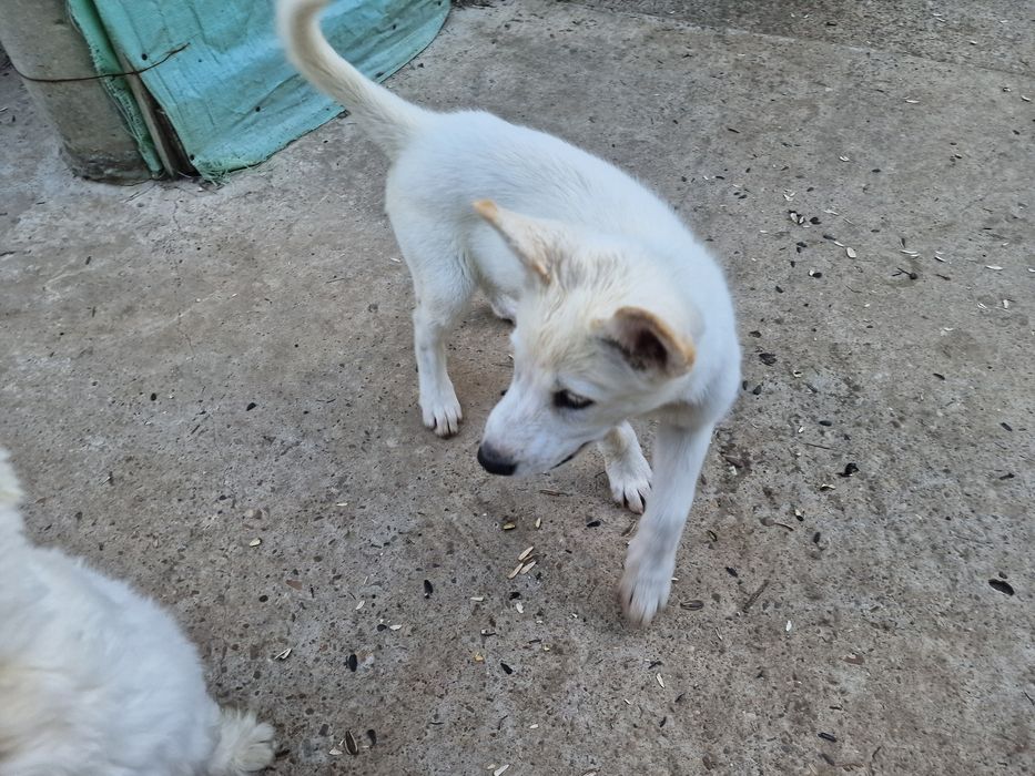 Donez Husky alb polar Tatarca • OLX.ro