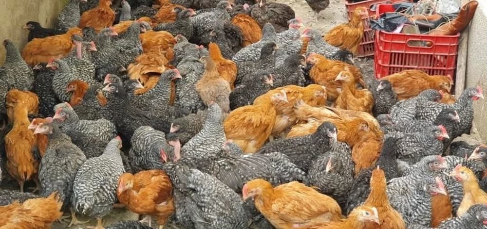 Pui rasa mixta Pui alb de carne Iernut • OLX.ro