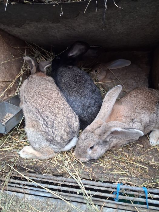 Iepuri uriaș german tineri 3-4 kg Turda • OLX.ro