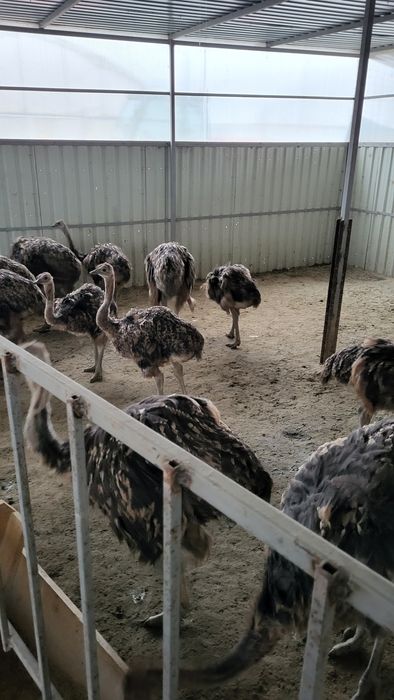 Vând struti și pui struti Ograda • OLX.ro