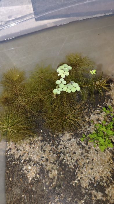 Donez câteva plante de acvariu și moss Bistrita • OLX.ro