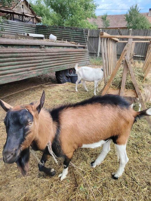 Țap foarte bland cu copiii Stamora Romana • OLX.ro