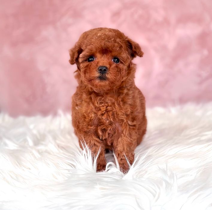 Poodle TOY - exemplare deosebite! Sibiu • OLX.ro