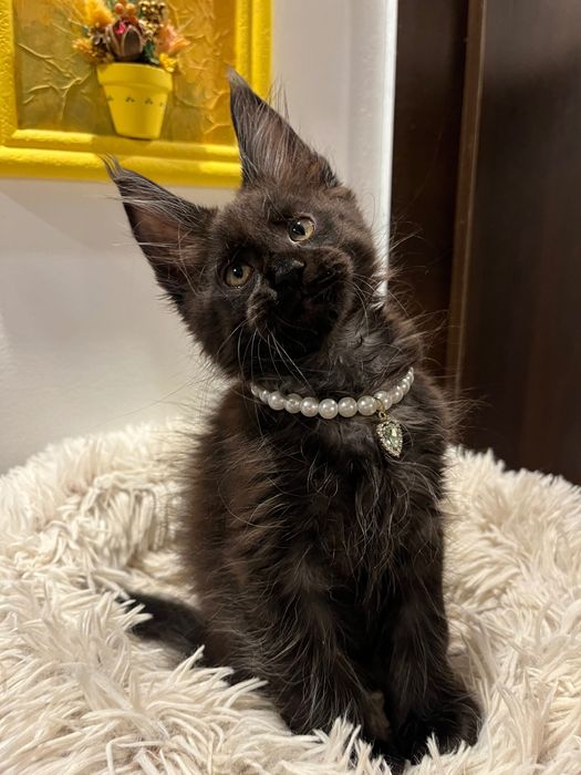 Baietel Maine Coon PEDIGREE Felisa Iasi • OLX.ro