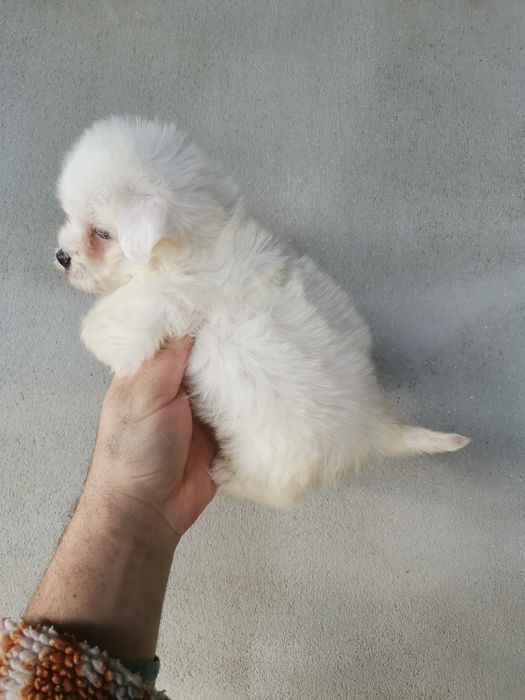 Maltez mini toy 2 lunite Radauti • OLX.ro