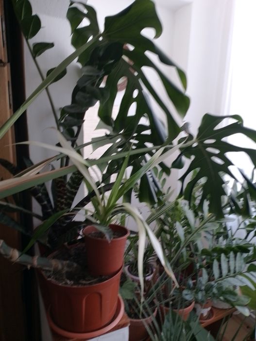 Vând monstera adulta cu gauri Vulcan • OLX.ro