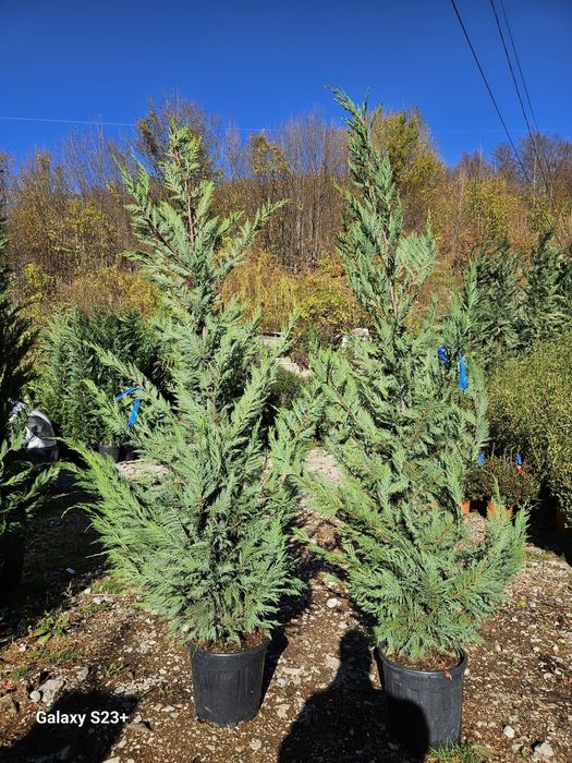 Vindem tuia leylandii Alba Iulia • OLX.ro